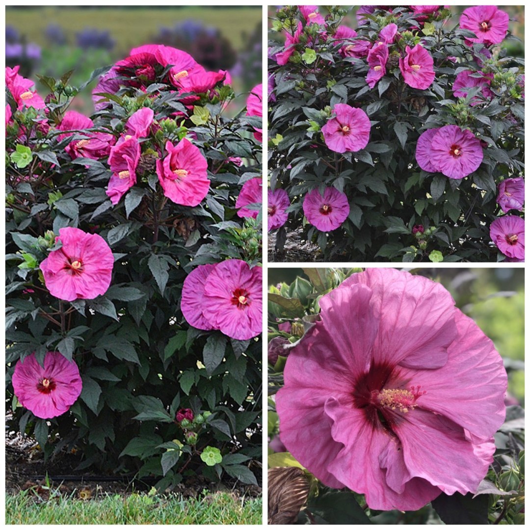 Hibiskus Bylinowy Berry Awesome Wielkie Kwiaty C2